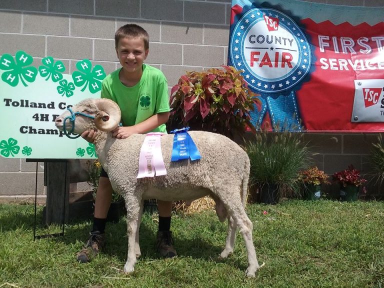 5 Critical Sheep Breeds for the Homestead - Countryside